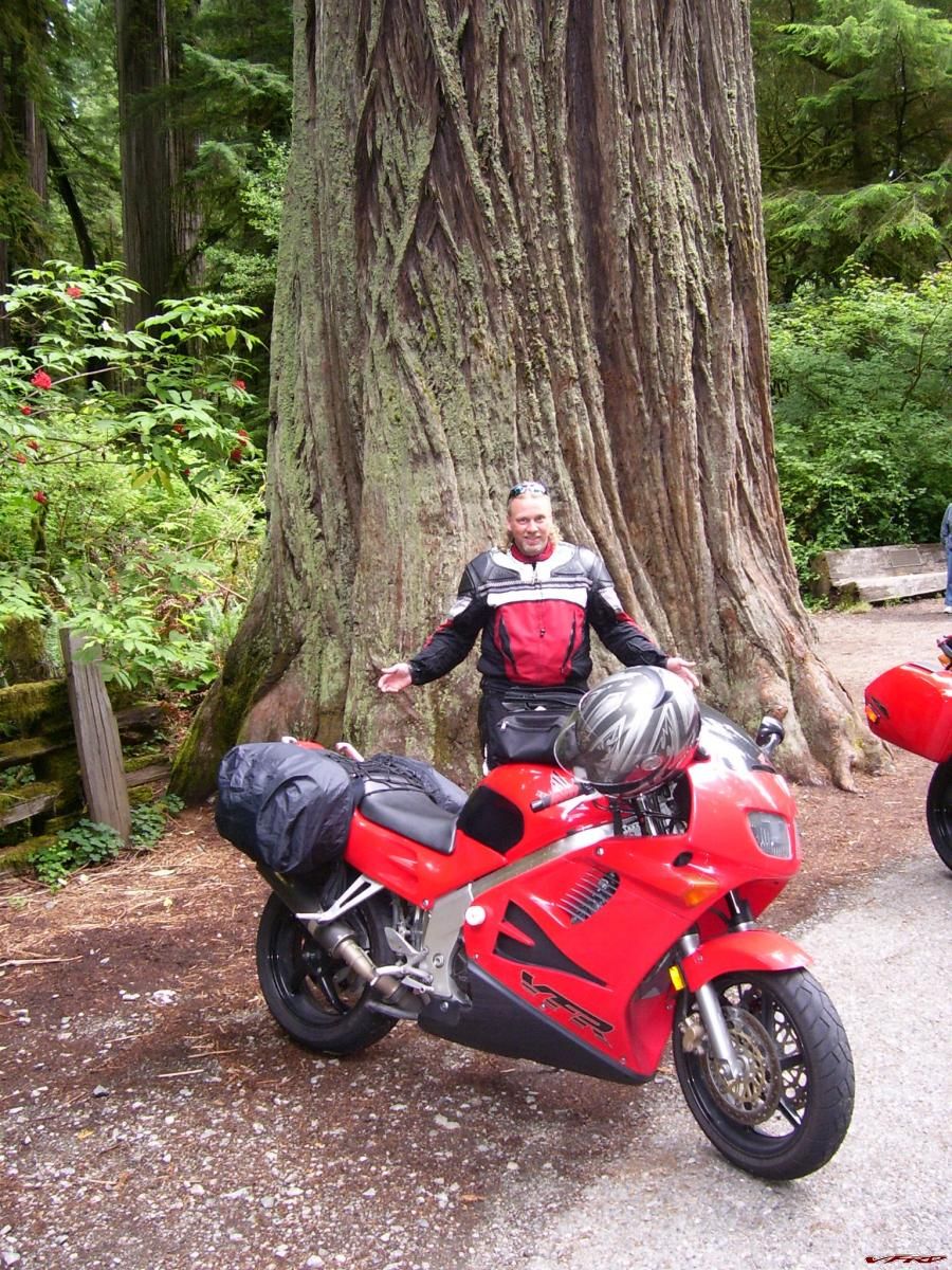 Giant Tree Member s Gallery VFRDiscussion giant-tree-member-s-gallery-vfrdiscussion